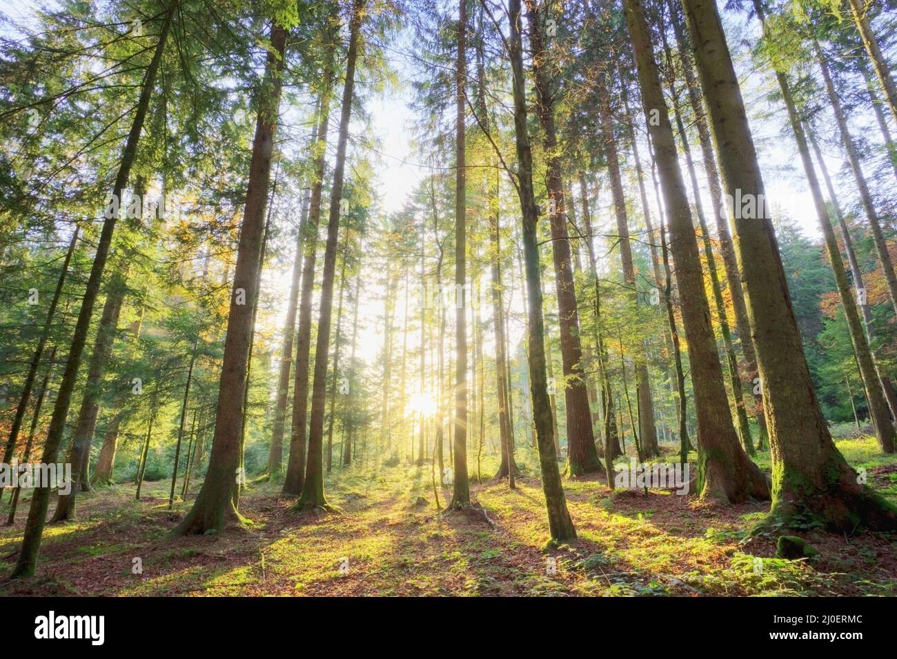 A forest scene hi-res stock photography and images - Alamy