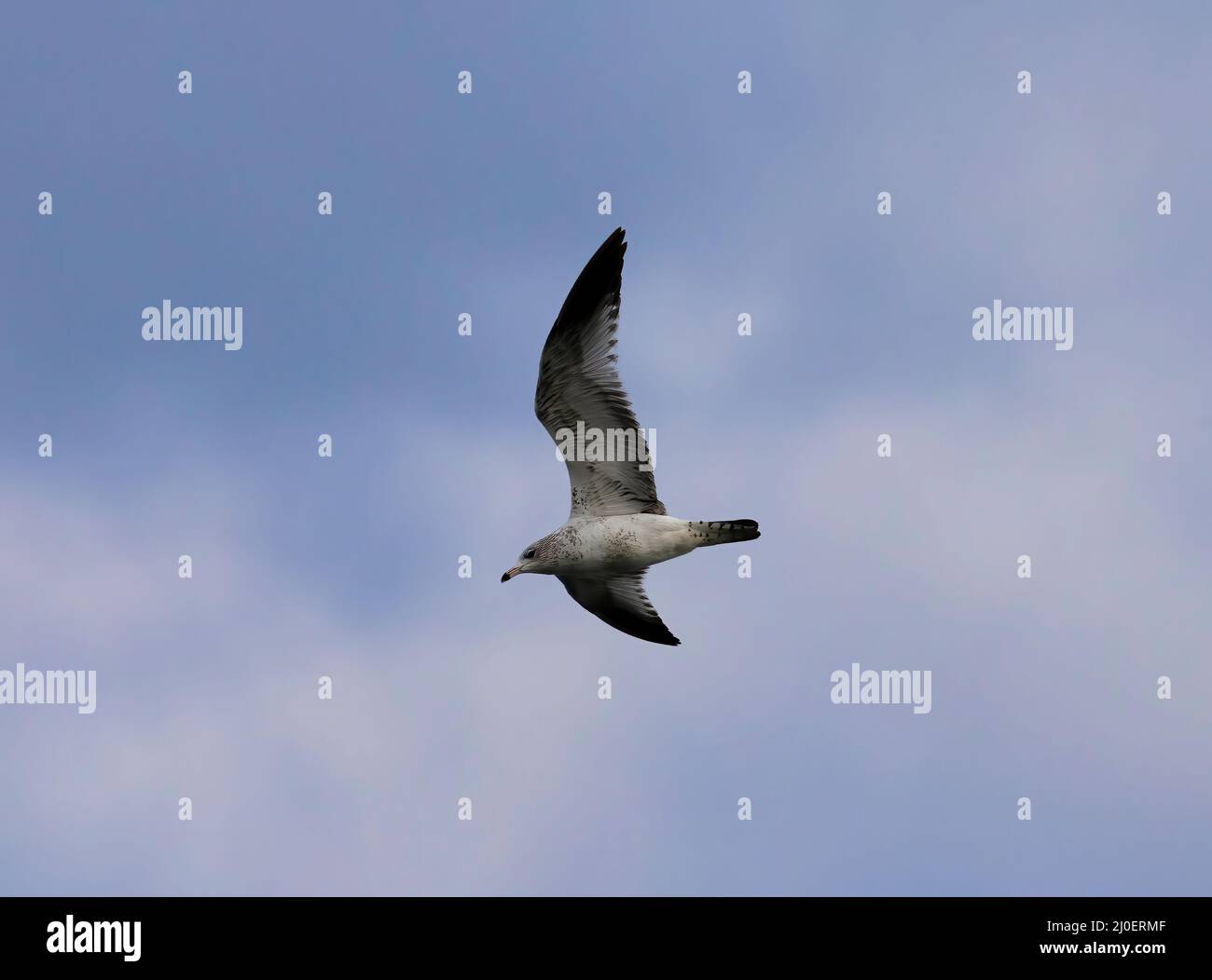 Upraised wings hi-res stock photography and images - Alamy