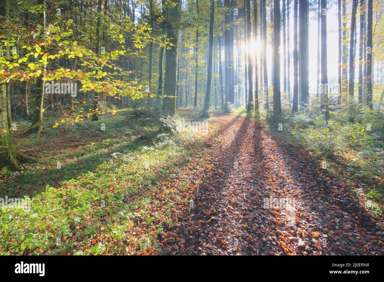 A forest scene at sunset Stock Photo - Alamy