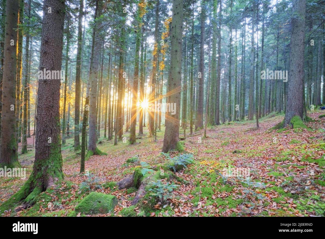 A forest scene at sunset Stock Photo - Alamy
