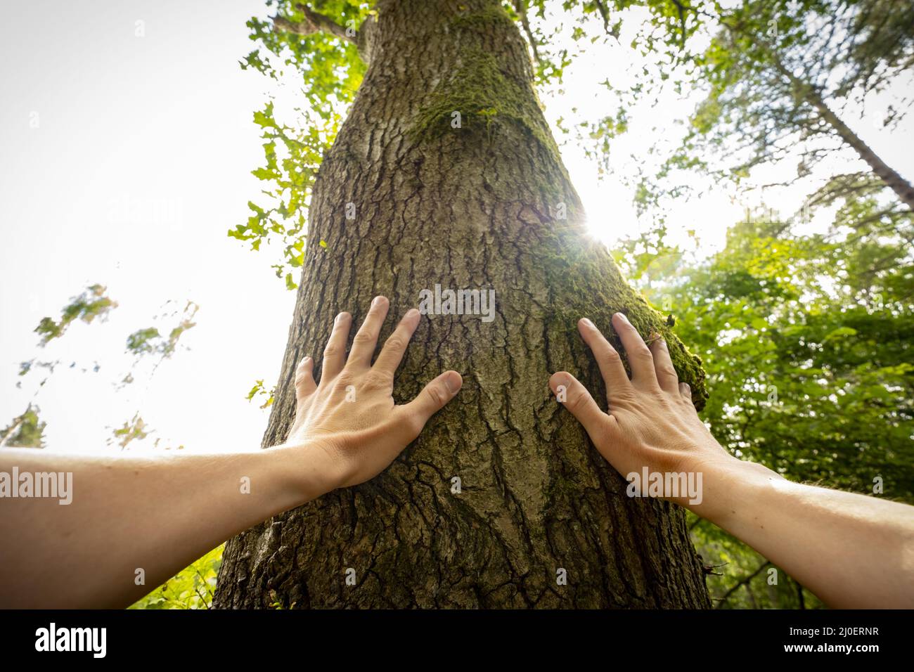Personal perspective of a man touching a tree Stock Photo - Alamy