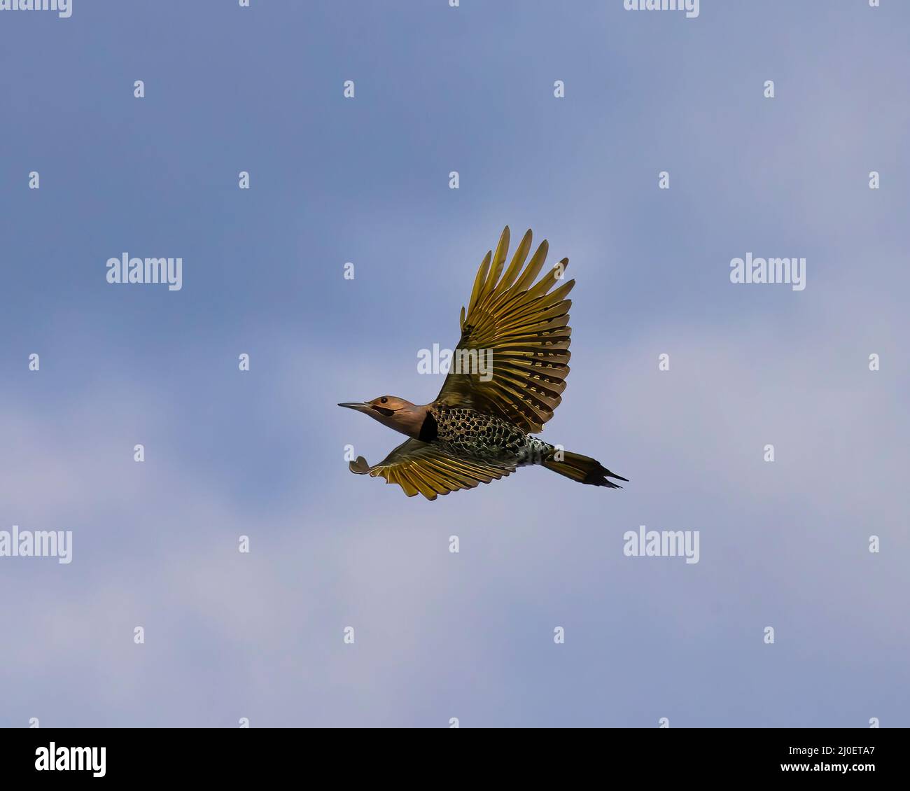 Yellow-shafted Northern Flicker with wings spread Stock Photo - Alamy