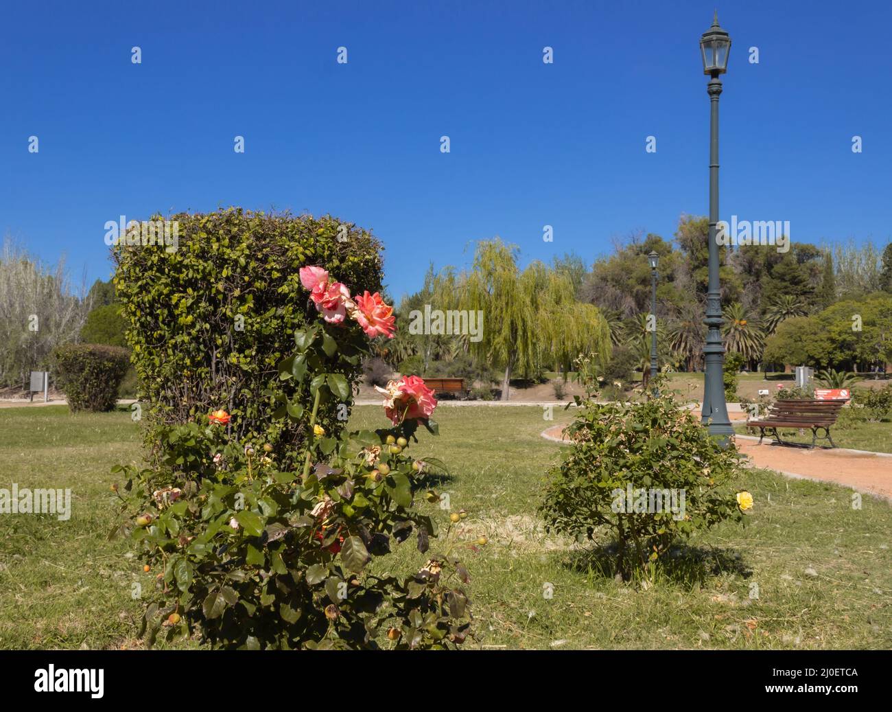 Red roses flowers with hi-res stock photography and images - Alamy