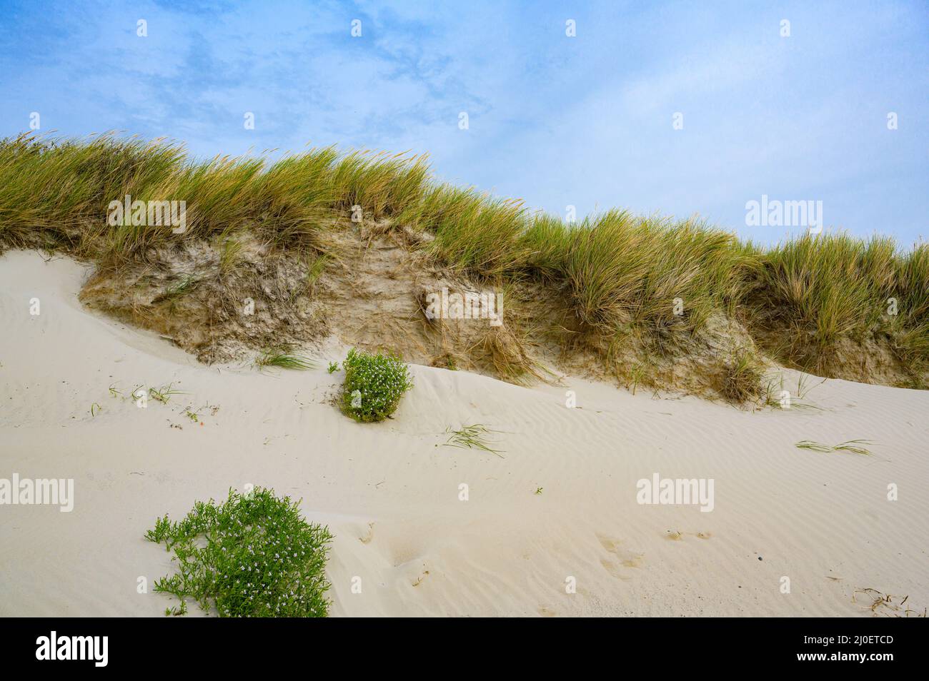 Dunes in summer Stock Photo - Alamy