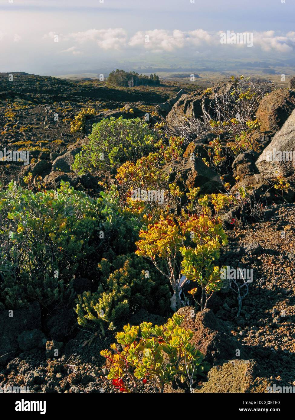 Scrub vegetation hi-res stock photography and images - Alamy