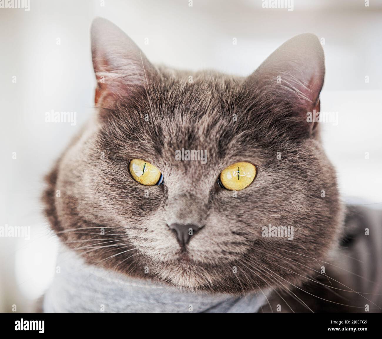 Maltese cat hi-res stock photography and images - Alamy
