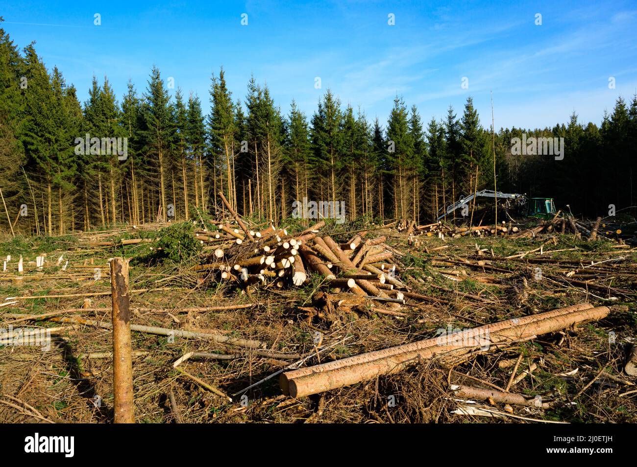 Pine forest storm weather hi-res stock photography and images - Alamy