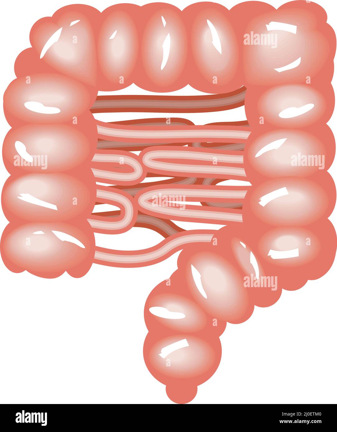 intestines human body Stock Vector Image & Art - Alamy