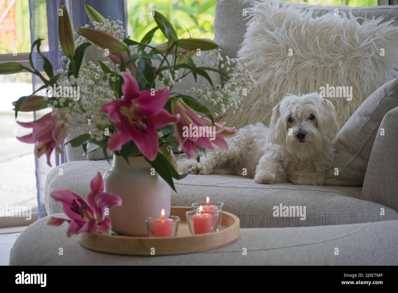 Spoiled Maltese dog sitting on couch Stock Photo - Alamy