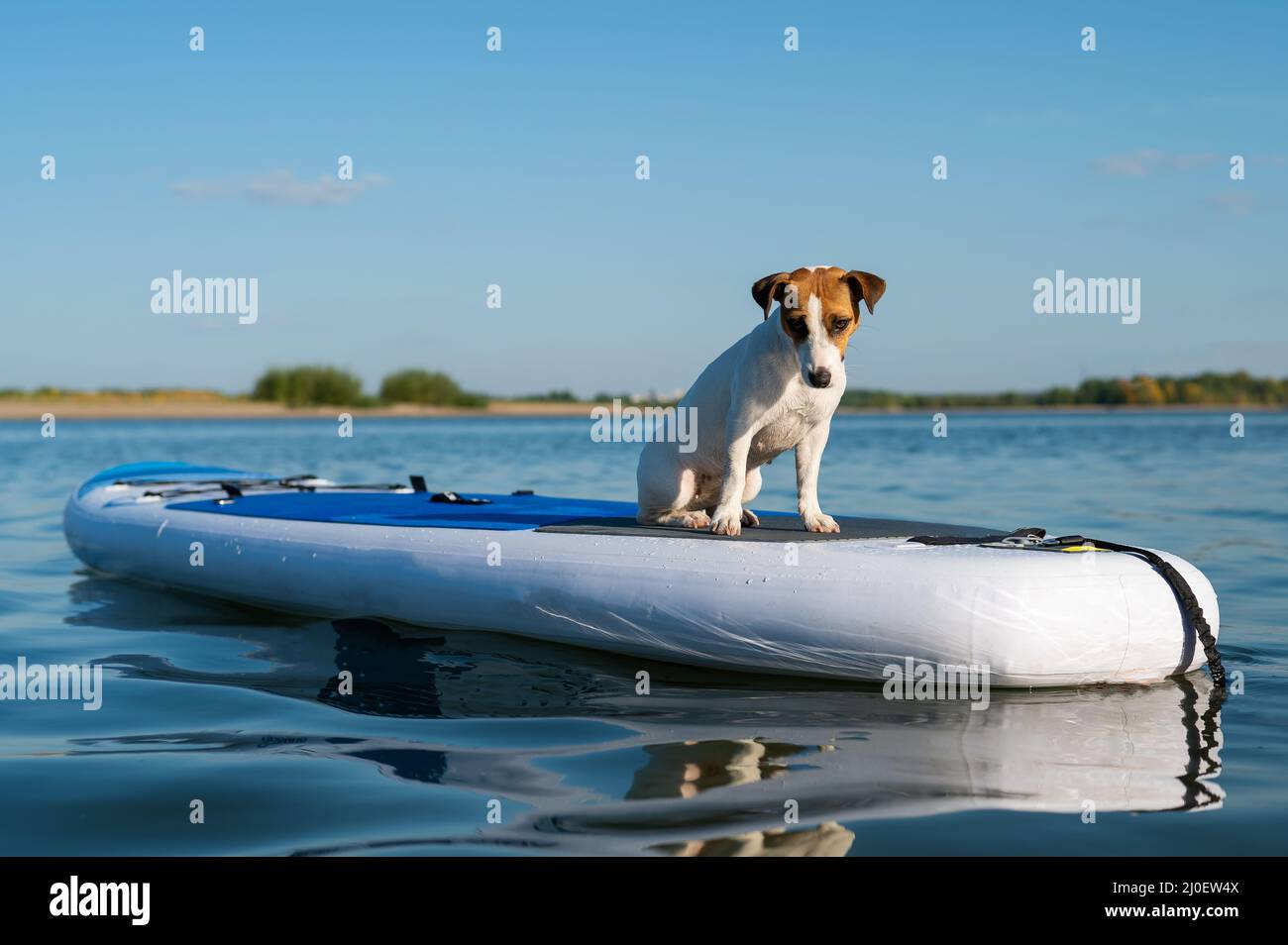 Jack russell terrier dog on a sup board. Summer sport Stock Photo - Alamy