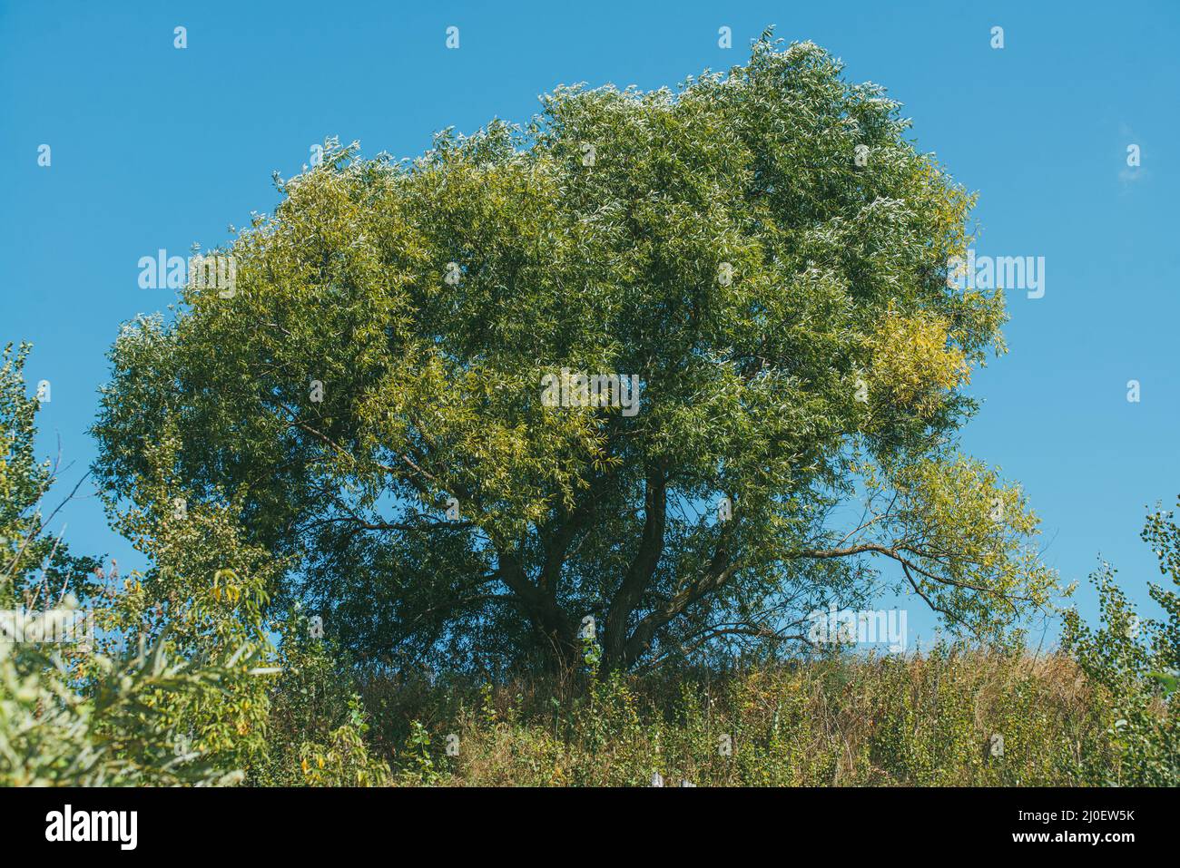 Lush green tree hi-res stock photography and images - Alamy