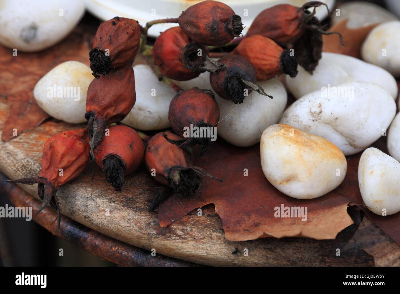 Rose hips landscape format hi-res stock photography and images - Alamy
