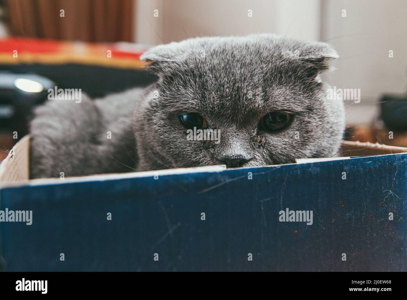 Cats in boxes hi-res stock photography and images - Alamy