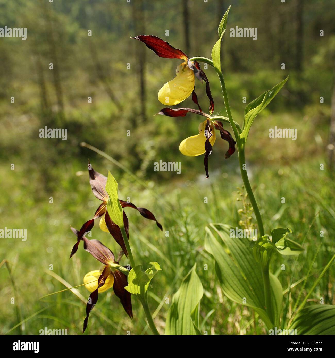 Rare native orchids hi-res stock photography and images - Alamy