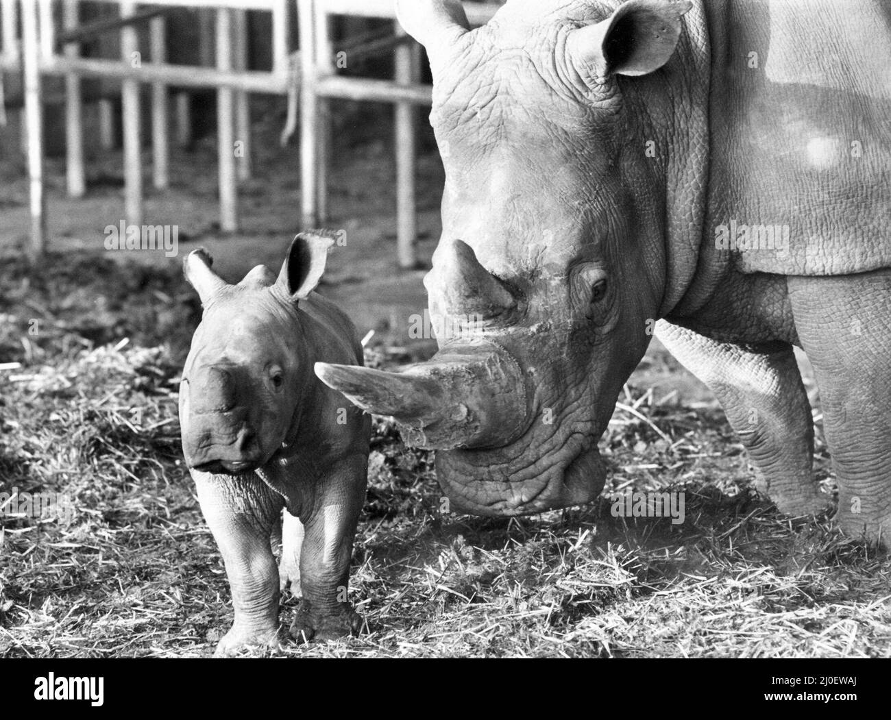 Rhinoceros - 3 week old Dale with his mother at Whipsnade Zoo Stock ...