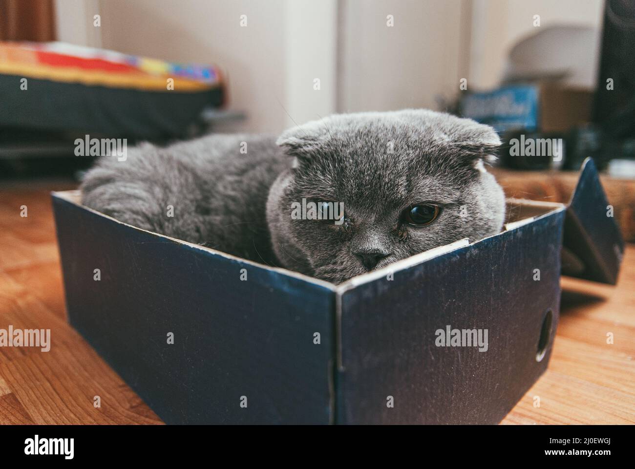 Grey Scottish fold cat sitting in shoe box. Cats are usually very ...
