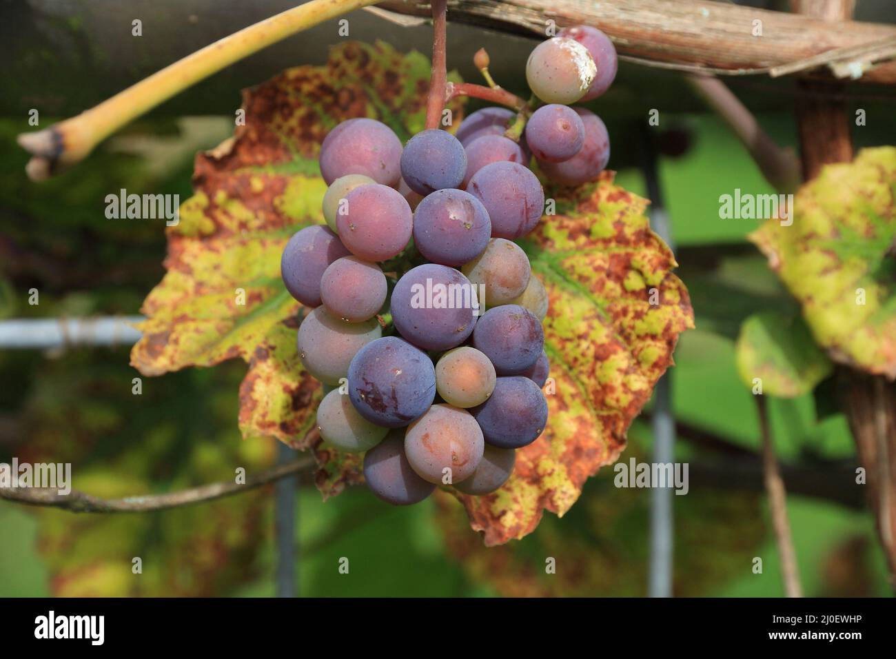 Thevine hi-res stock photography and images - Alamy