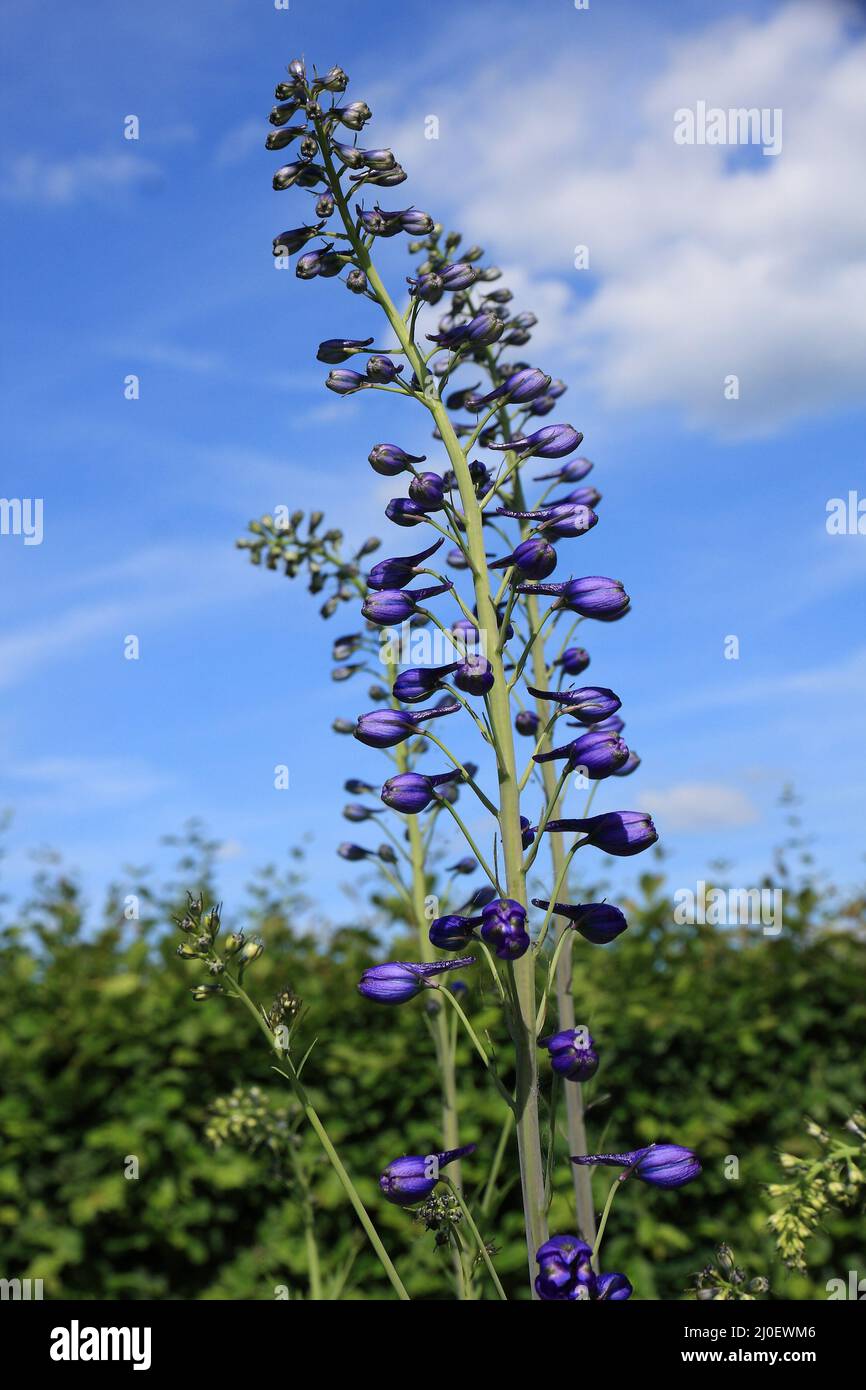 White aconitum hi-res stock photography and images - Alamy