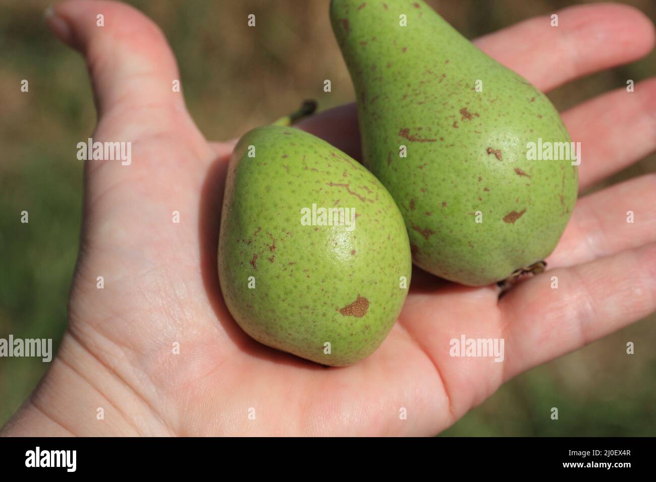 Two pears on hand hi-res stock photography and images - Alamy