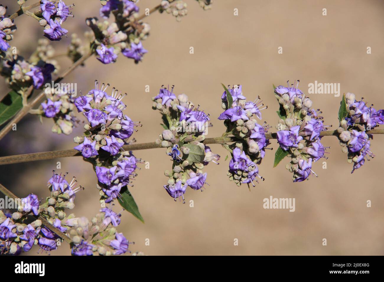 Flowering monk's pepper Stock Photo - Alamy