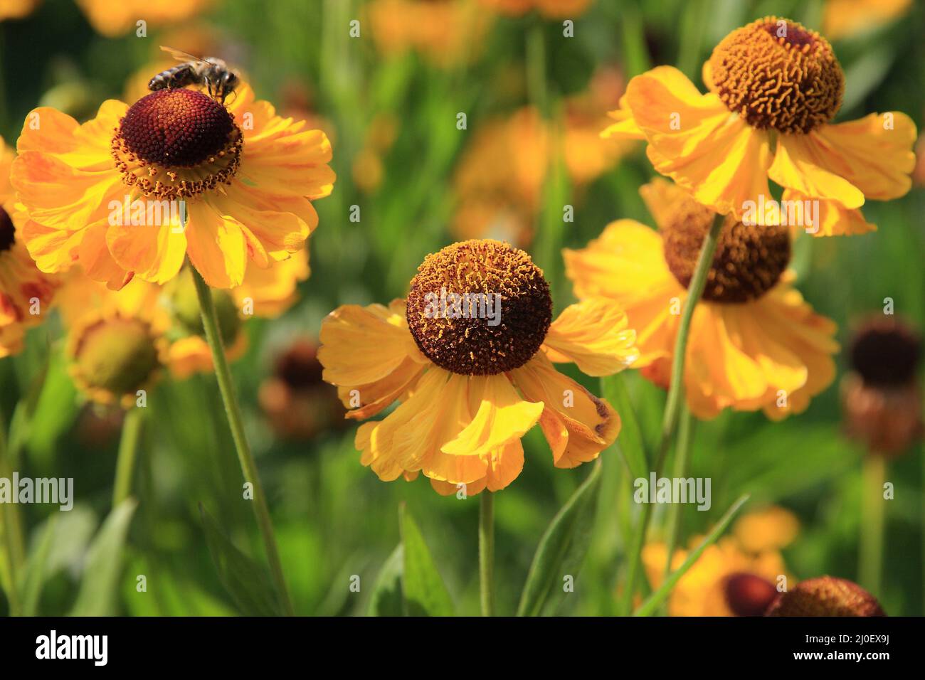 Helenium plants hi-res stock photography and images - Alamy
