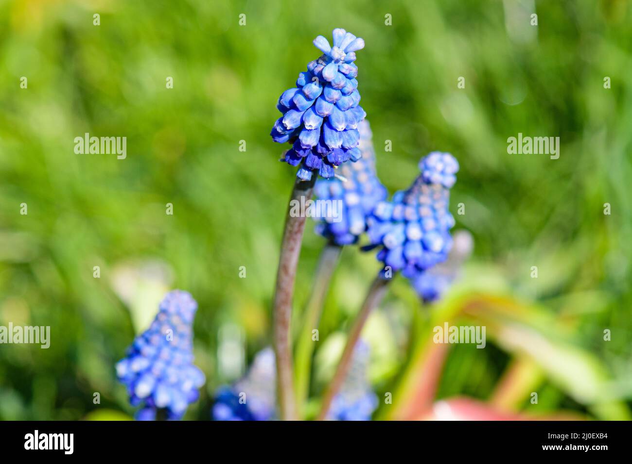 Blue flowers in spring Stock Photo - Alamy