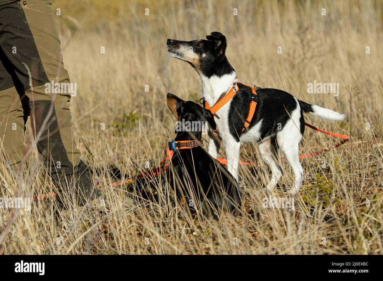 Hunting dogs are waiting Stock Photo - Alamy