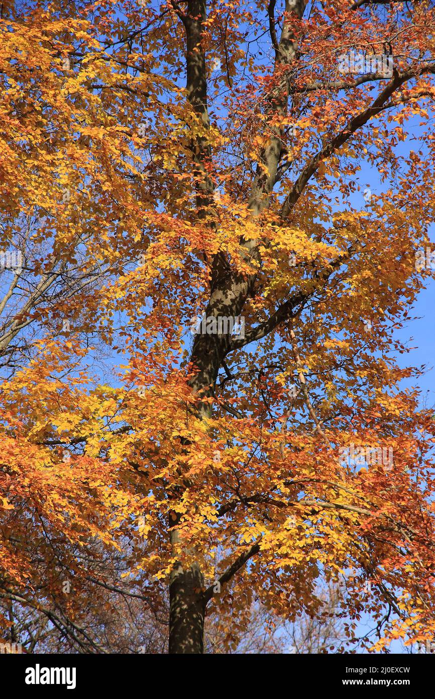 Deciduous trees in autumn colors Stock Photo - Alamy