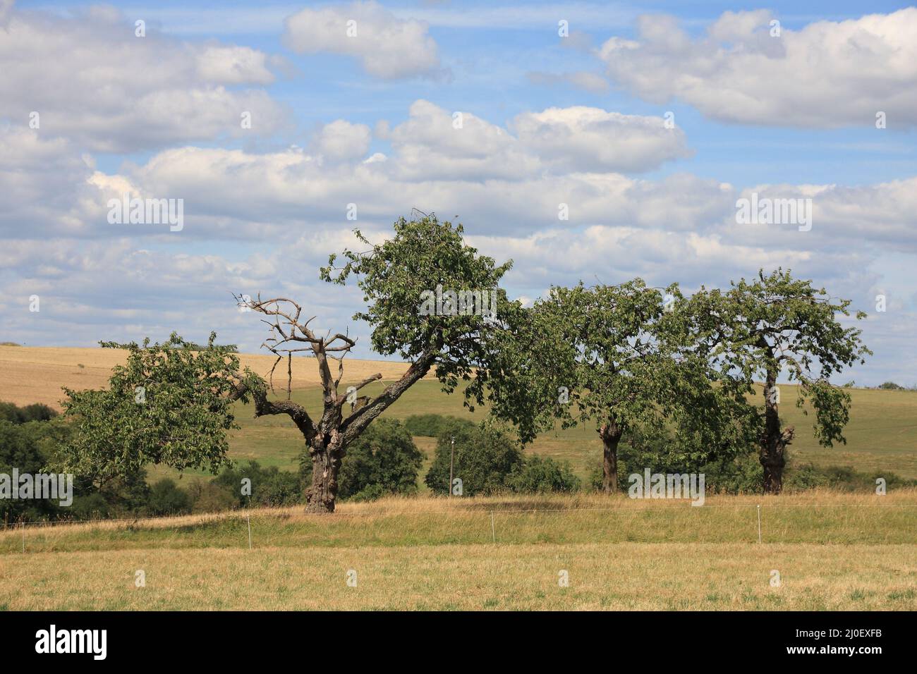 Fruit trees in the landscape Stock Photo - Alamy