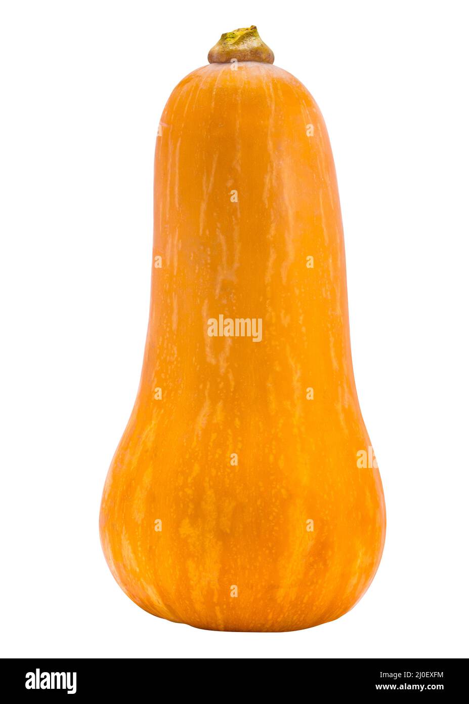 Squash Cut Out Stock Images & Pictures - Alamy