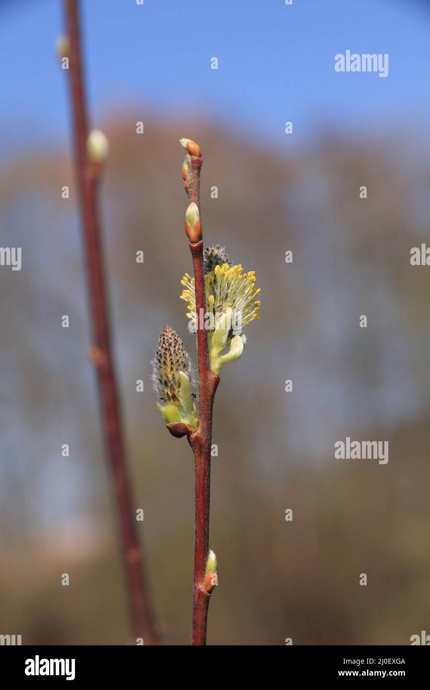 Catkins willow tree hi-res stock photography and images - Alamy