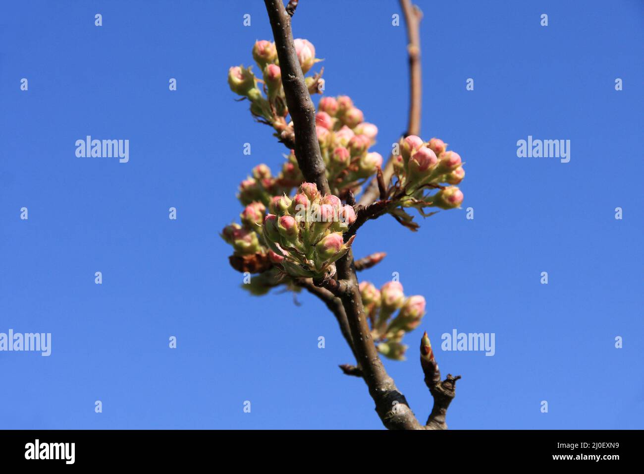Buds of the pear tree hi-res stock photography and images - Alamy