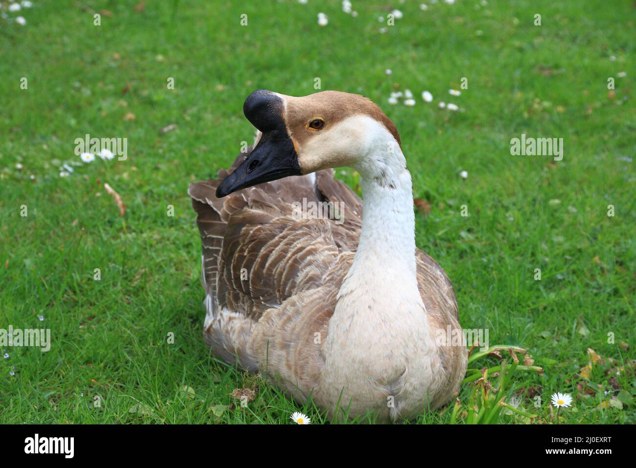 Grass knob hi-res stock photography and images - Alamy