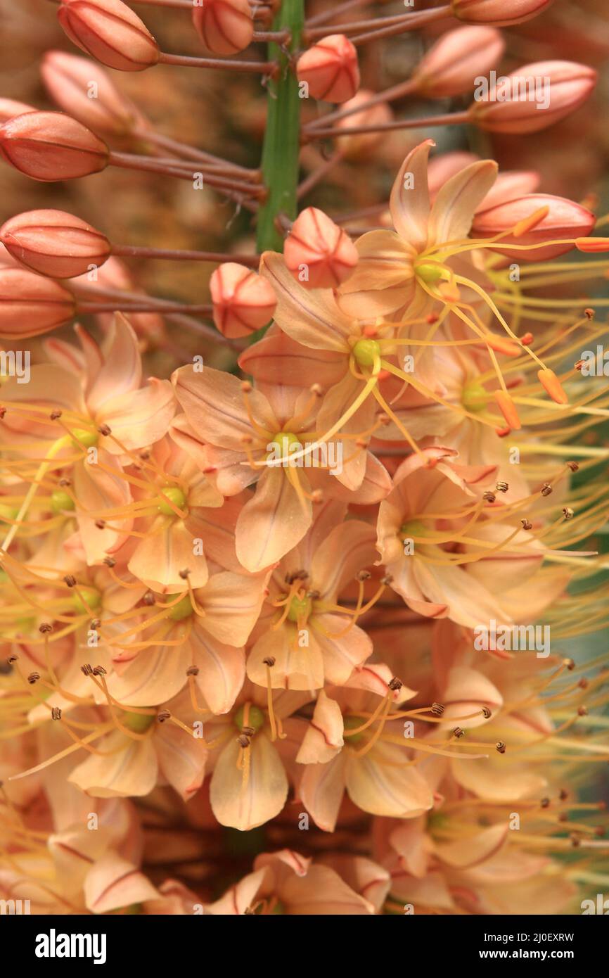 Orange foxtail hi-res stock photography and images - Alamy