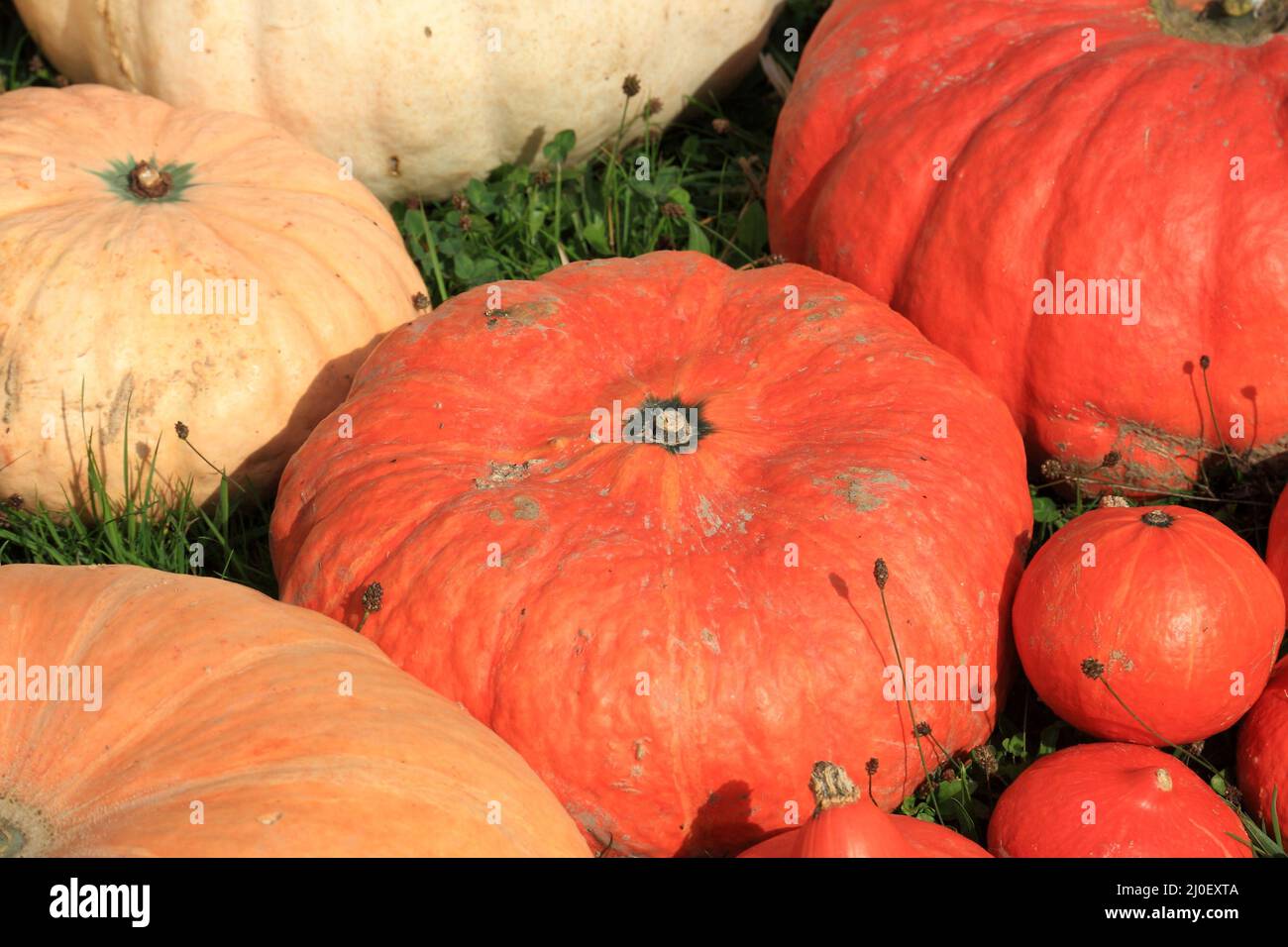 Full frame pumpkins hi-res stock photography and images - Alamy