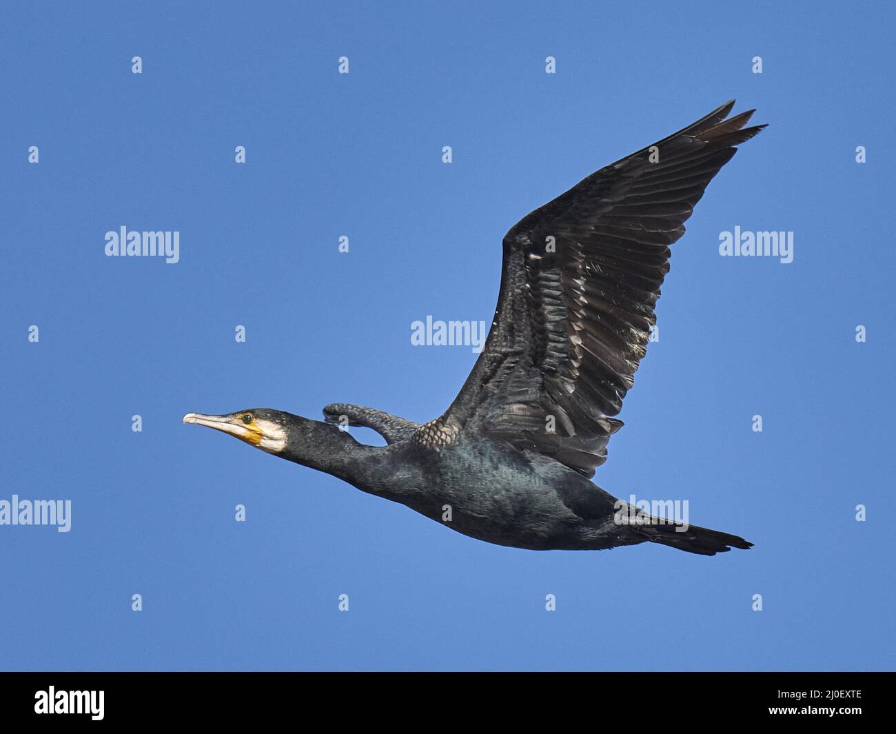 Kormoran sea raven cormorant hi-res stock photography and images - Alamy