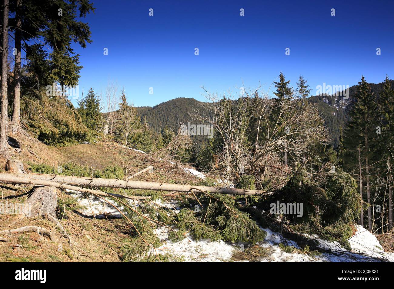 Broken tree in nature Stock Photo - Alamy