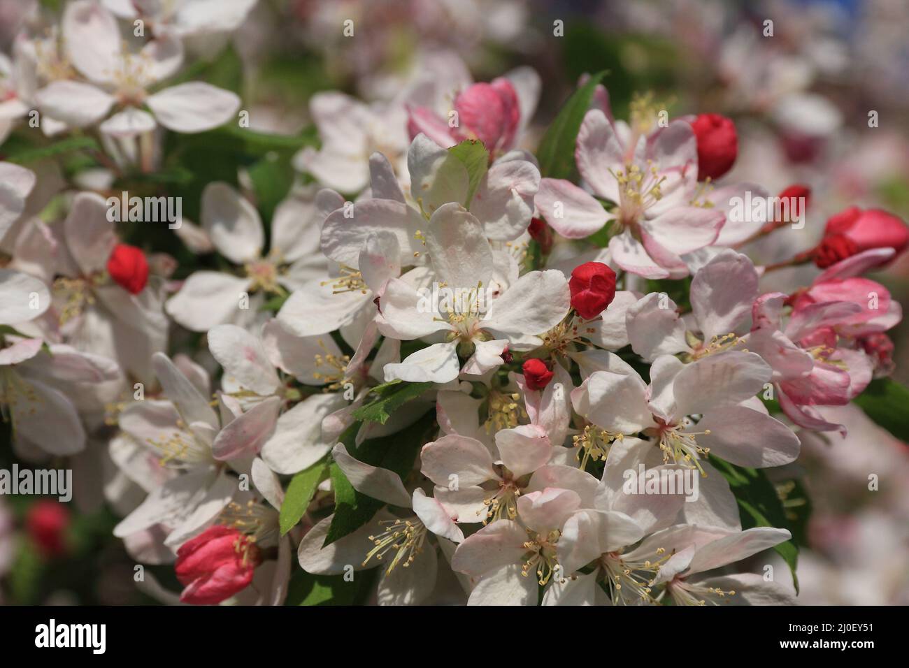 Pink apple trees hi-res stock photography and images - Alamy