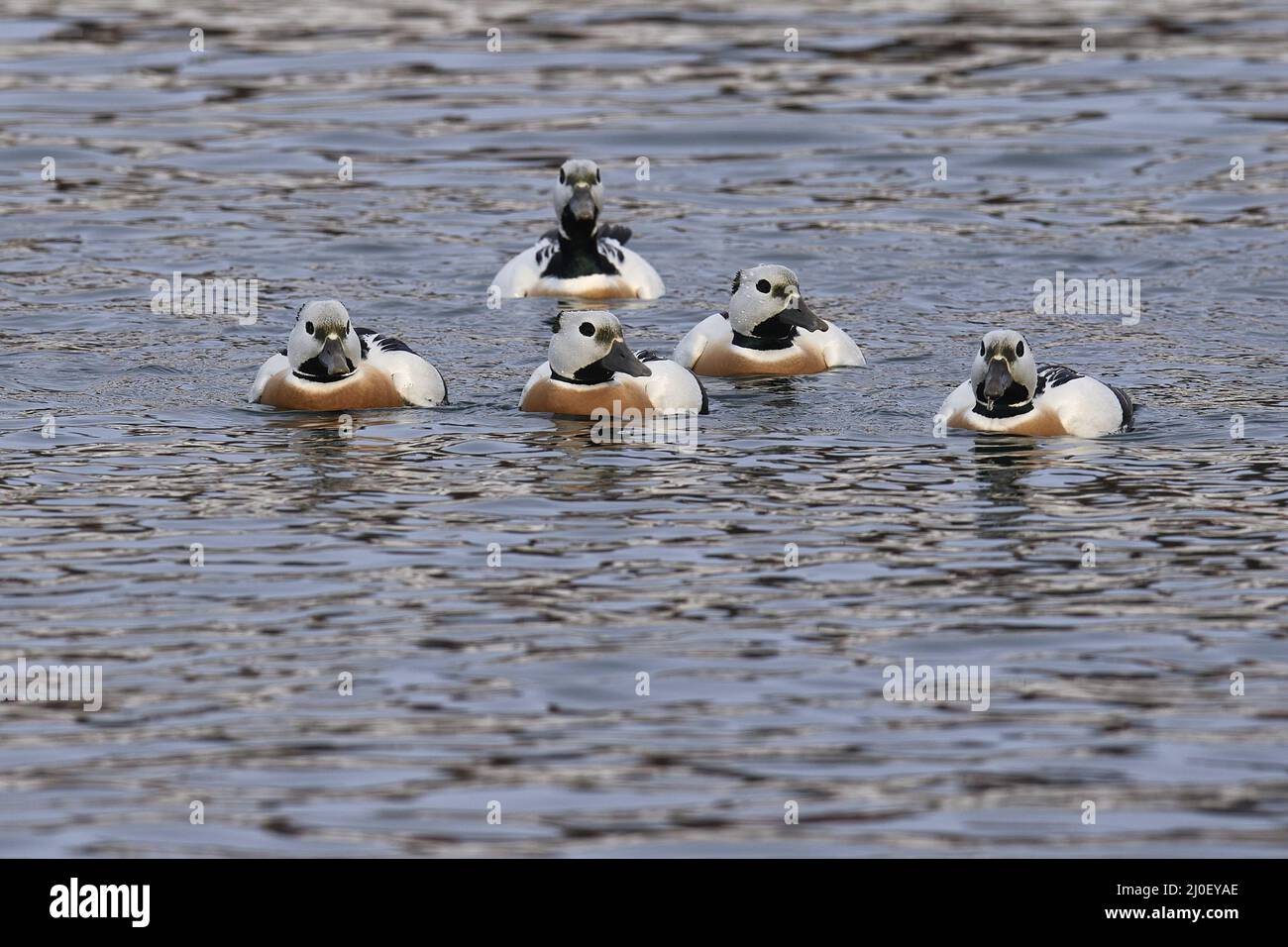 Pinto duck hi-res stock photography and images - Alamy
