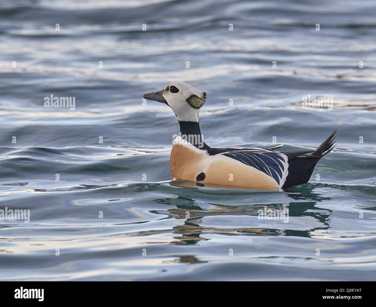 Pinto duck hi-res stock photography and images - Alamy