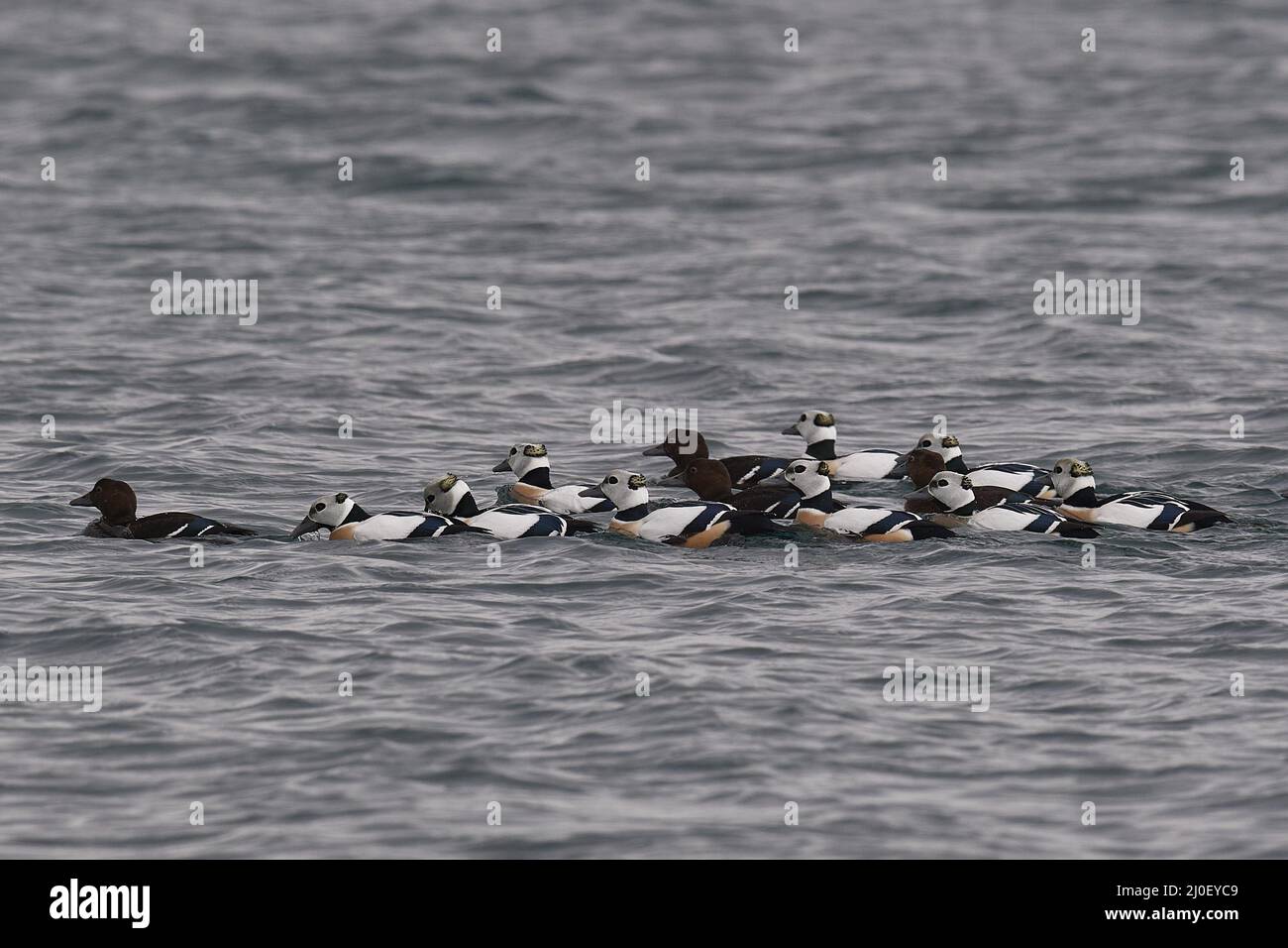 Pinto duck hi-res stock photography and images - Alamy