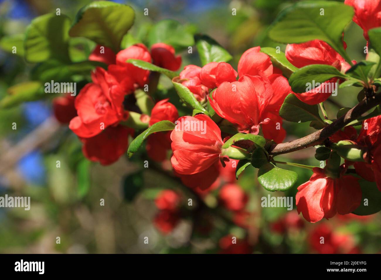 Ornamental quince hi-res stock photography and images - Alamy