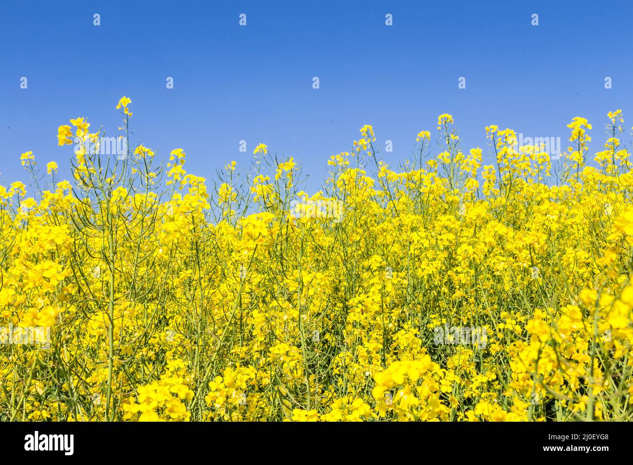 Flowering rapeseed field in spring on a day with blue sky Stock Photo ...