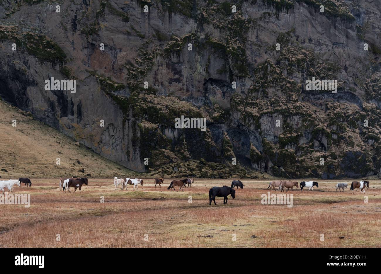 Icelandic horses at the valley behind Kalta volcano mountain in Iceland ...