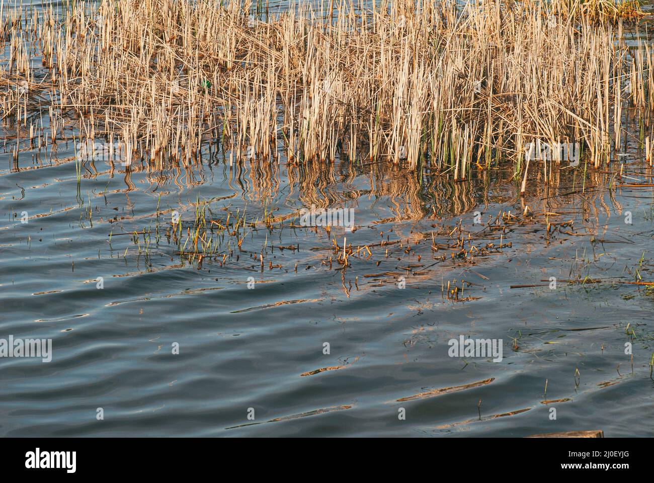 Dry yellow reeds protrude from the water of the lake illuminated by the ...