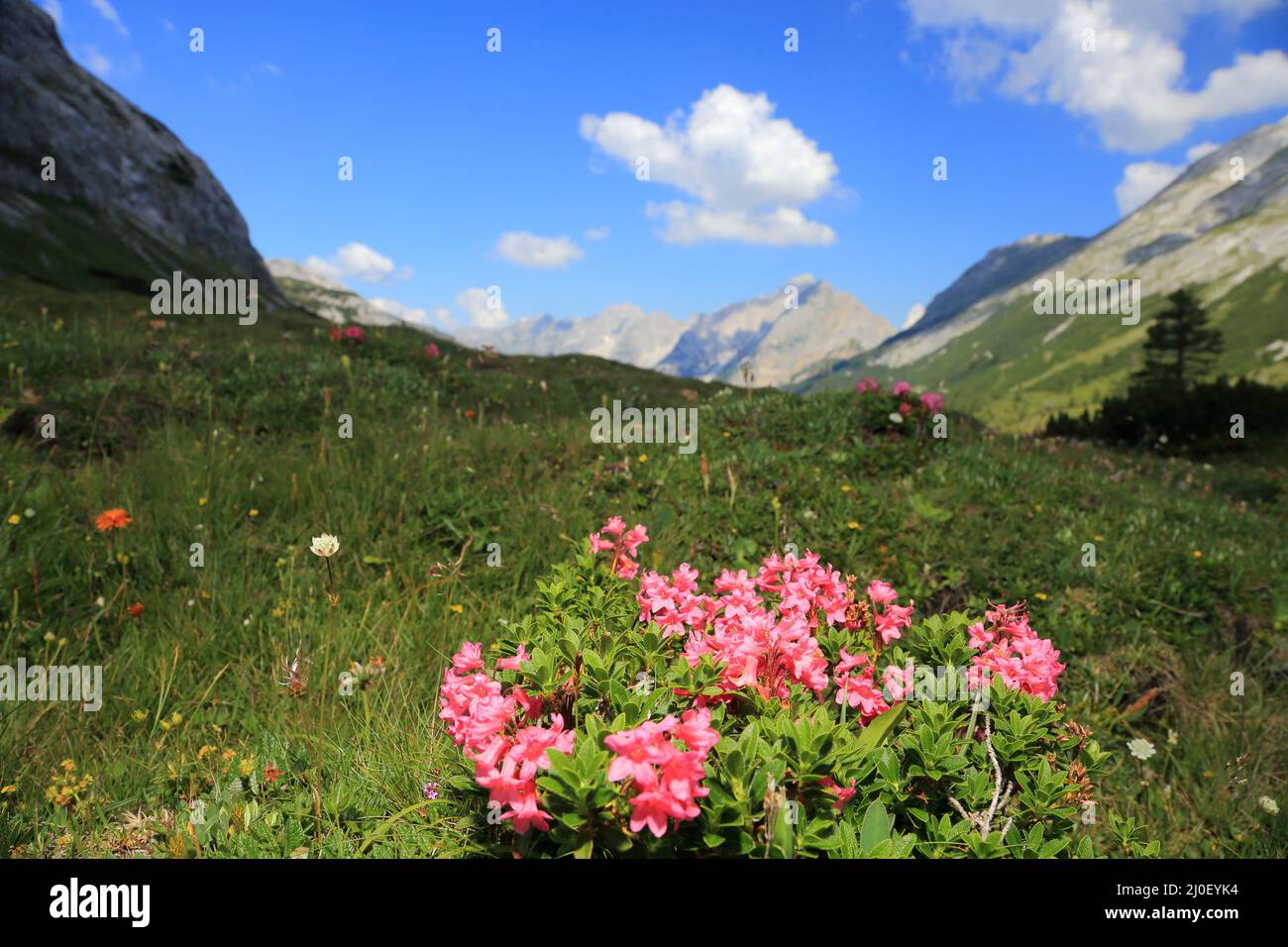 Flowers of the alps hi-res stock photography and images - Alamy