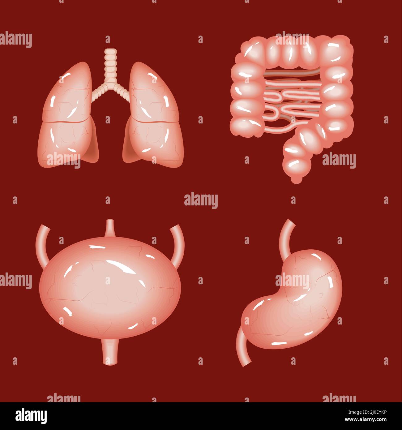 icons human internal organs Stock Vector Image & Art - Alamy