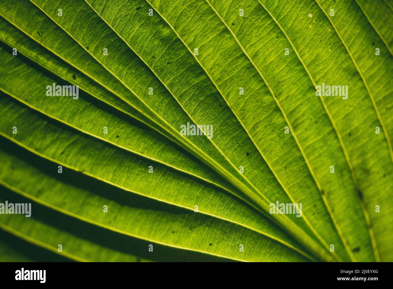 A bright green leaf pattern texture illuminated by the sun the sun on ...