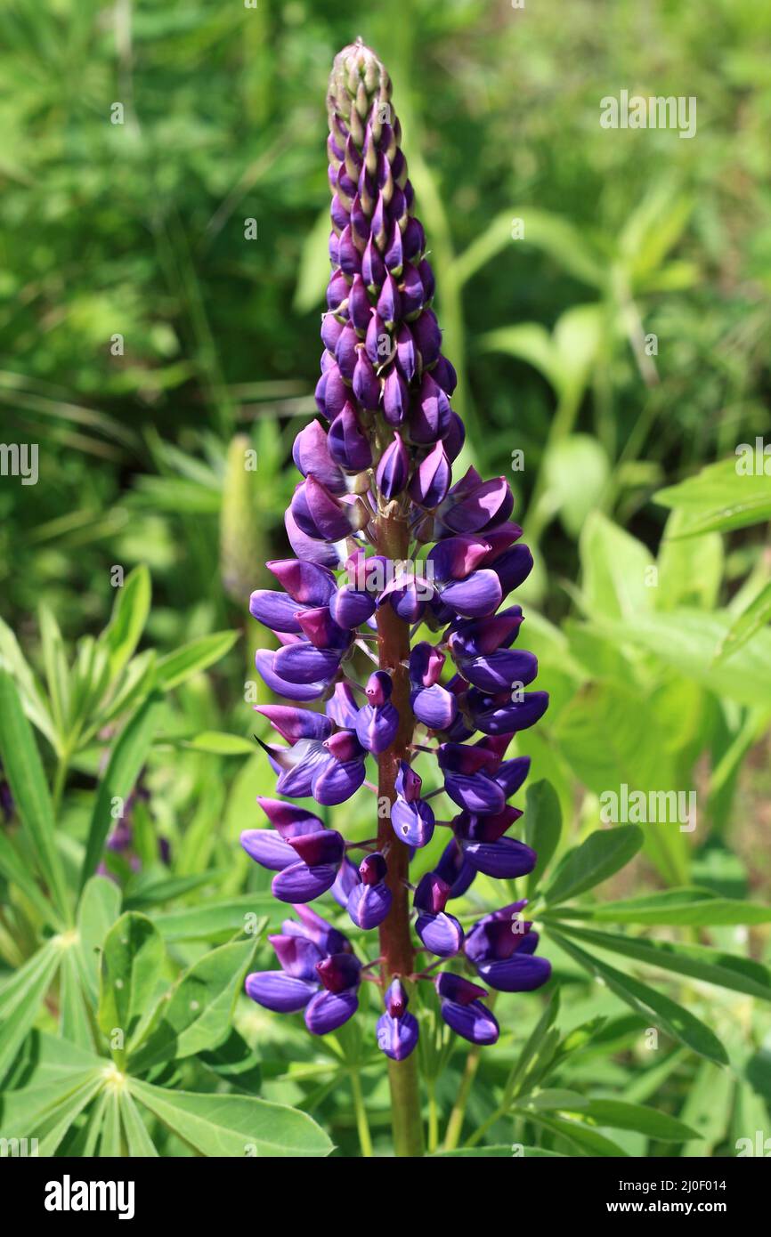 Bluehende lupinen hi-res stock photography and images - Alamy
