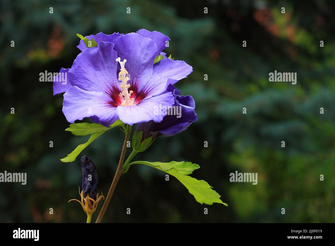Blue mallows hi-res stock photography and images - Alamy